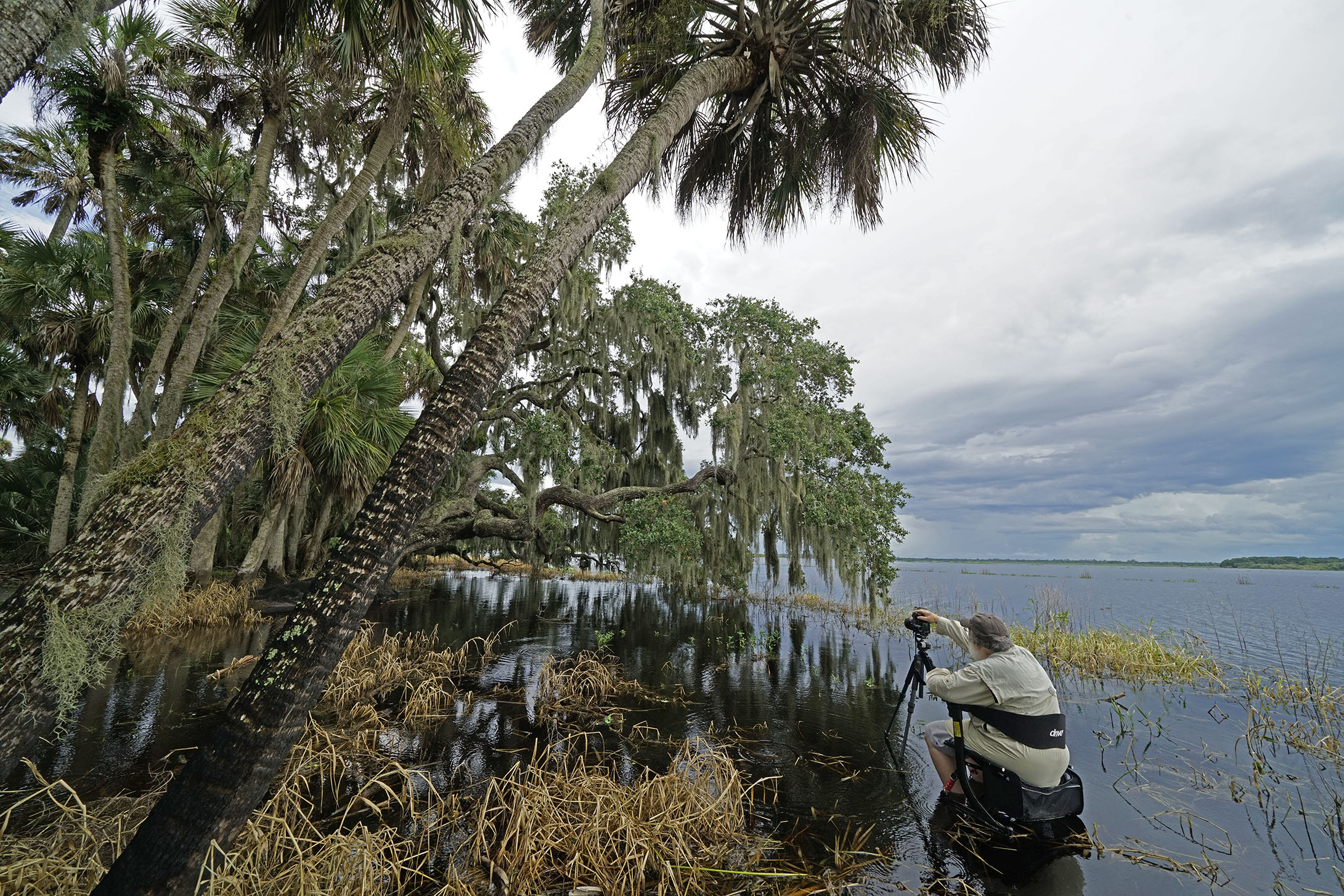 Myakka Live Oak 7
