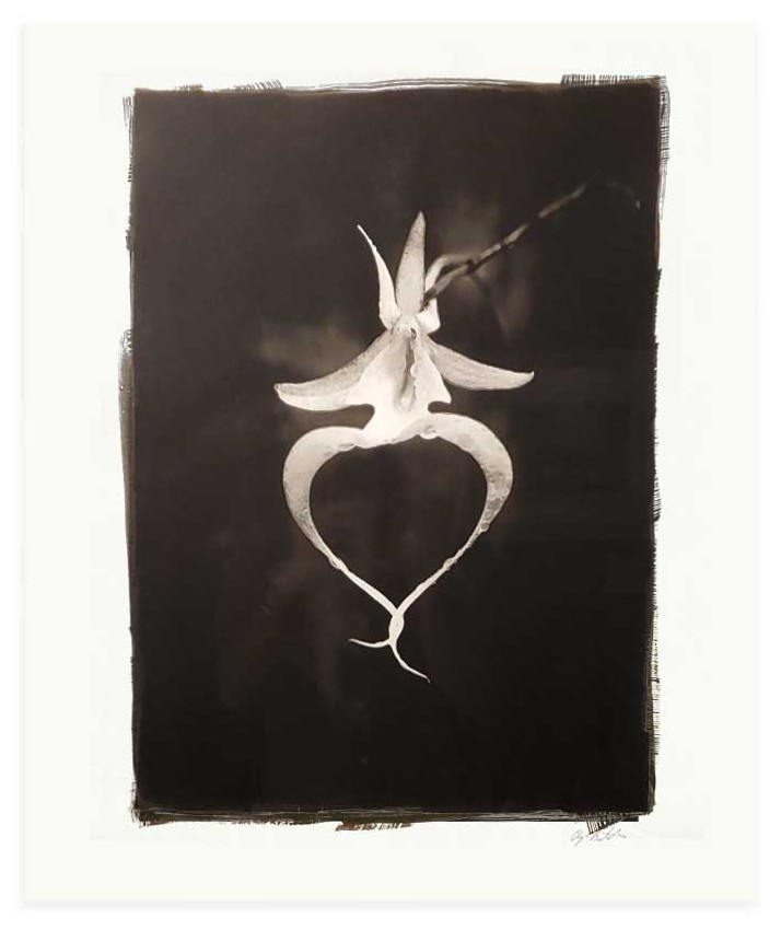 Ghost Orchid 1
